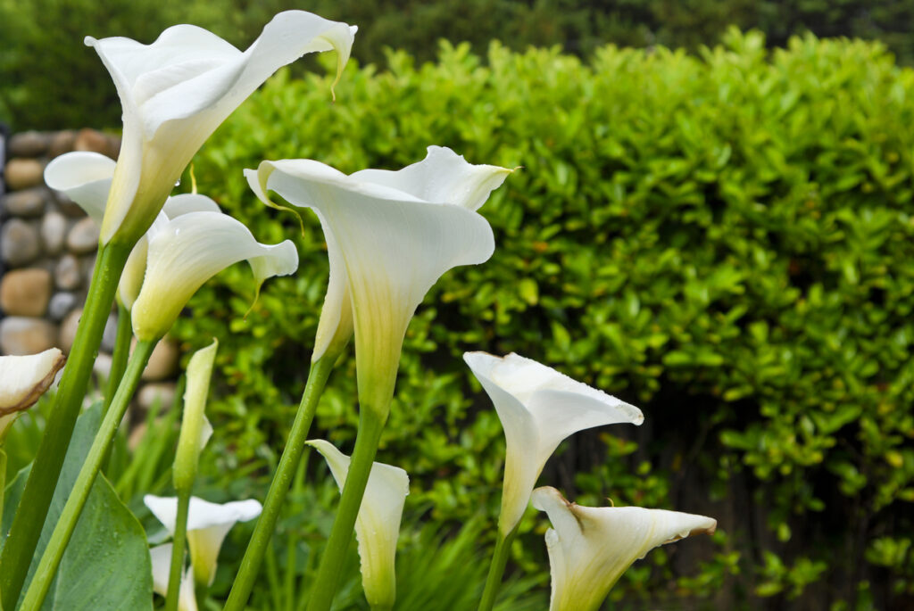 Ist die Calla winterfest? Tipps für kalte Tage