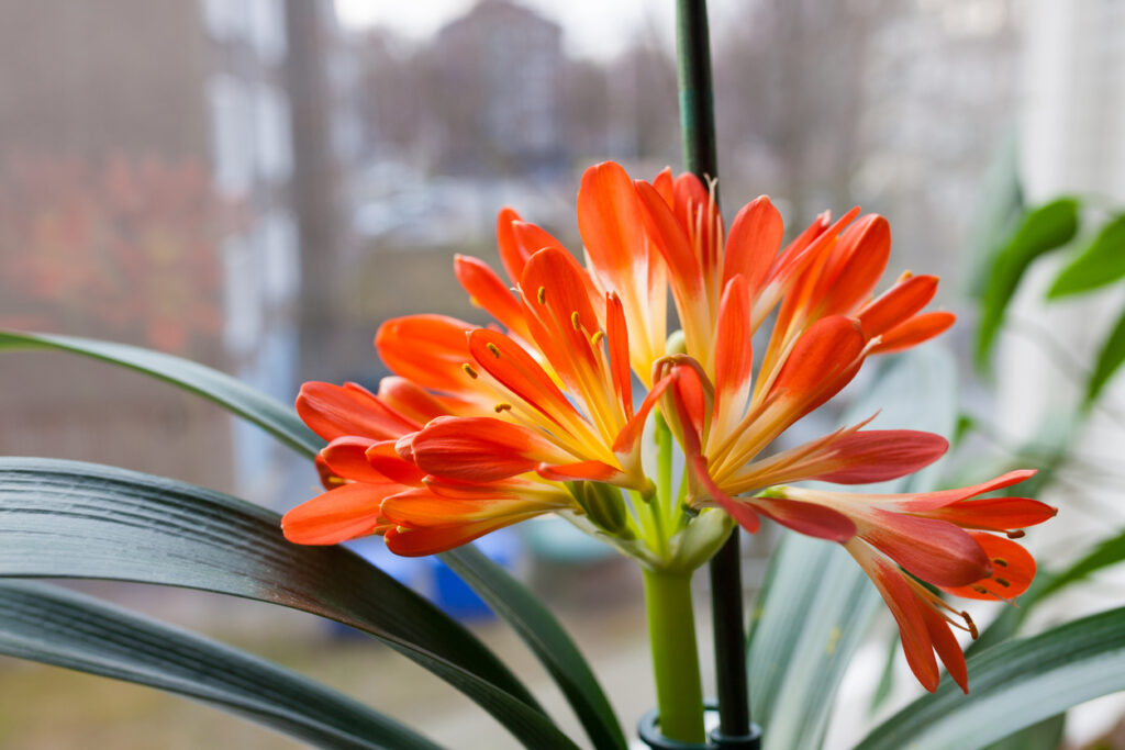 Clivia Care After Blooming: Essential Maintenance Tips
