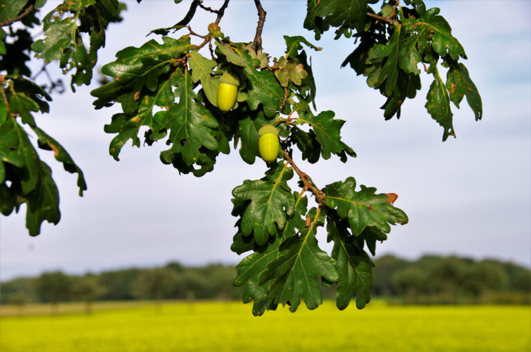 Eiche - In diesem Steckbrief lernen Sie den Baum kennen