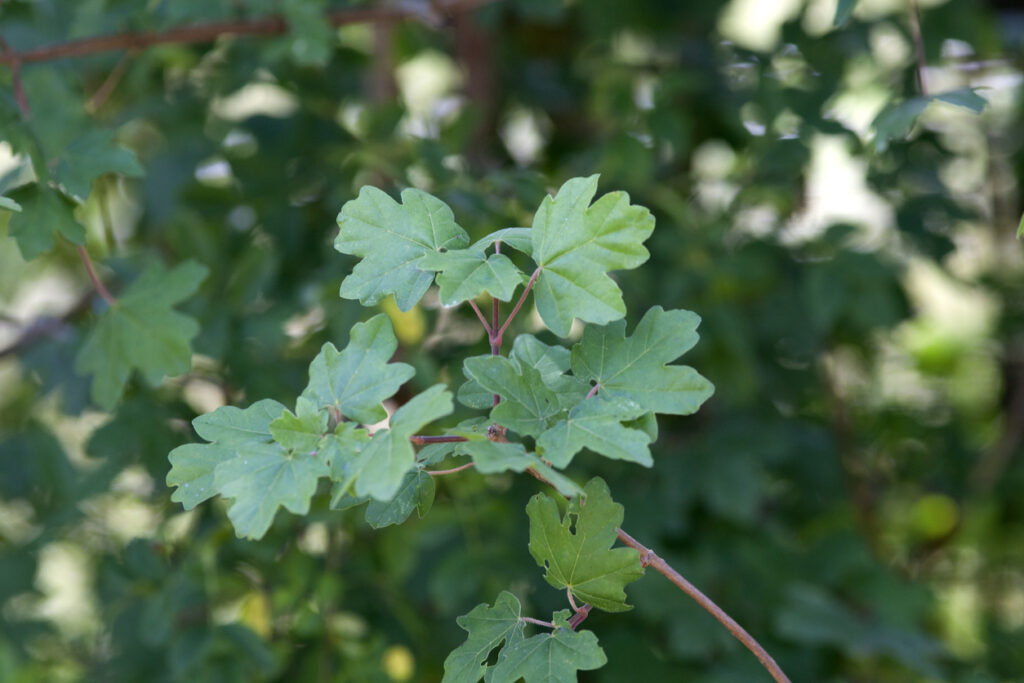 How to Grow Fuchsia Bonsai: A Complete Guide