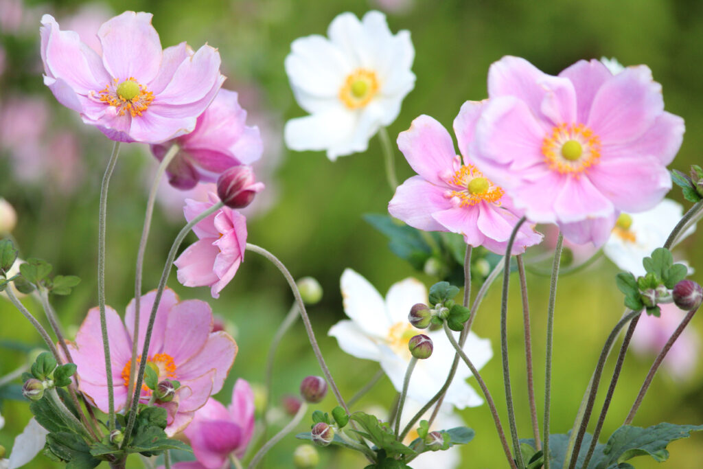 Pruning Anemones: When and How to Cut Them Back