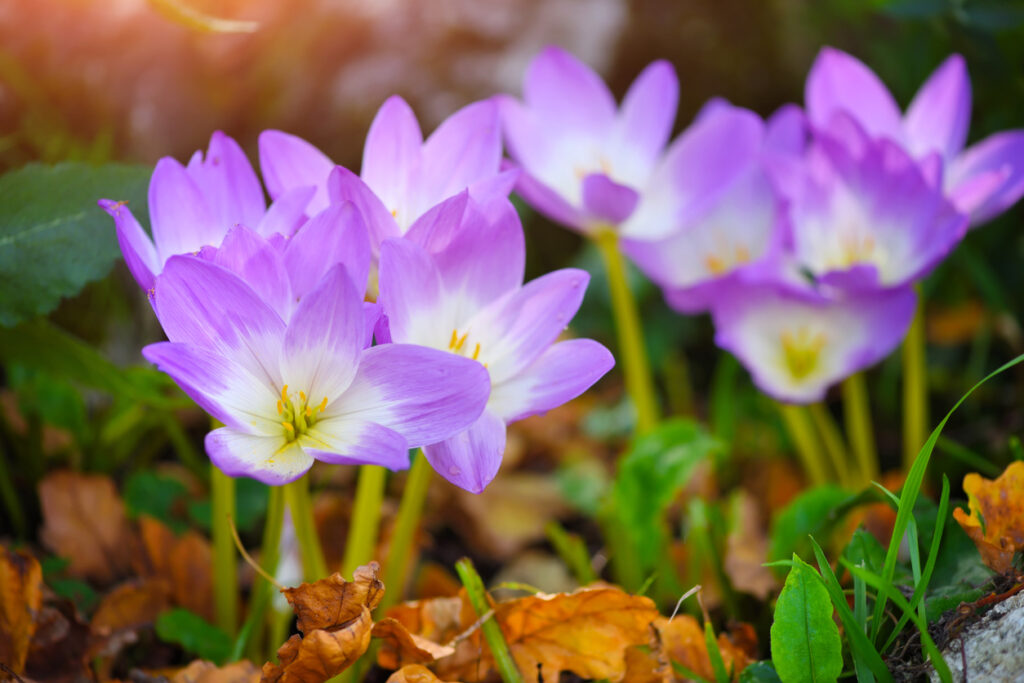 Krokus - In diesen verschiedenen Farben leuchtet die Blüte
