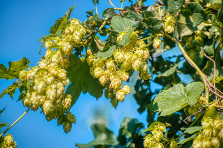 Hopfen essen - Diese Möglichkeiten haben Sie