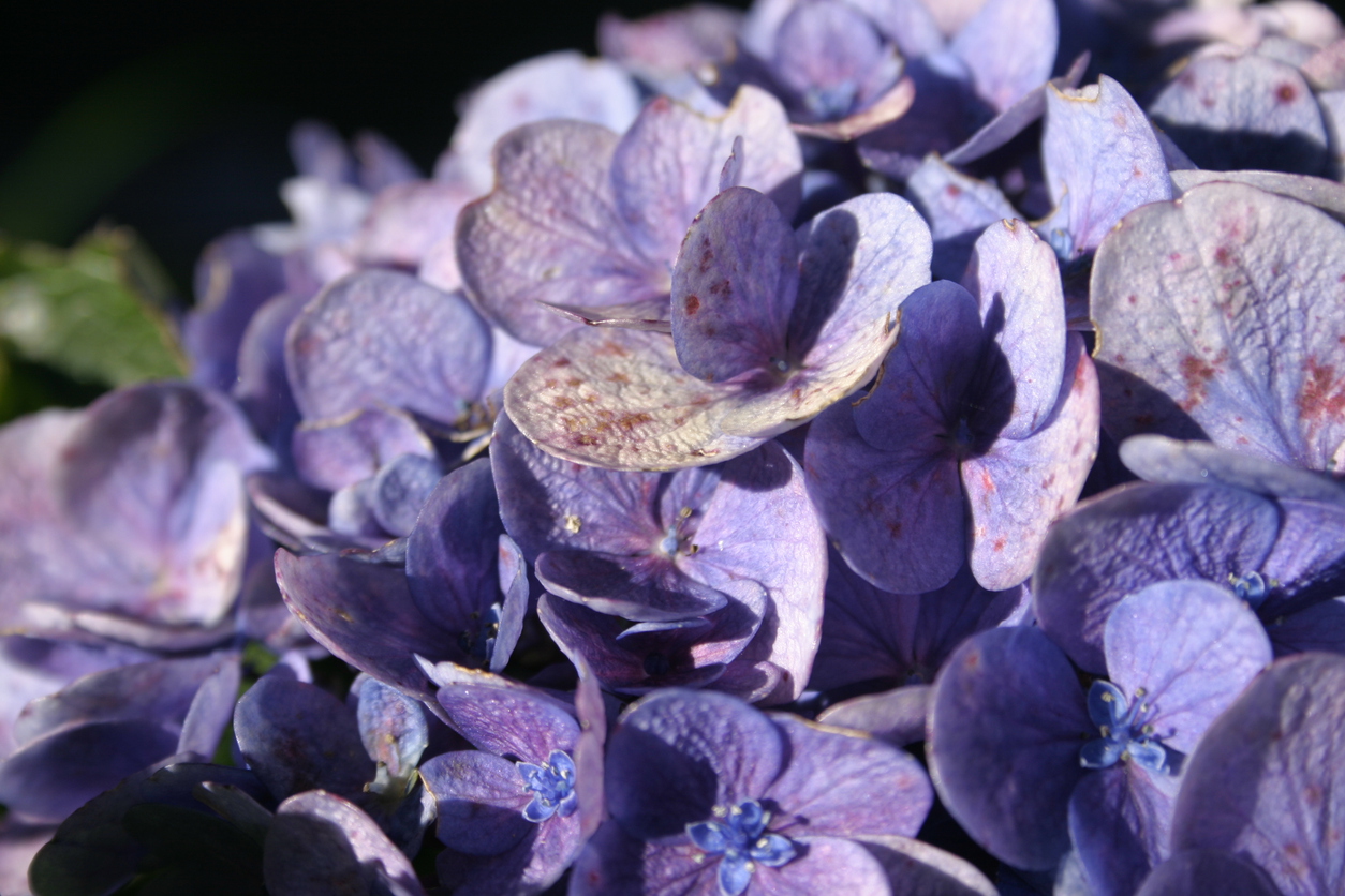 Hortensien Pilzbefall Bilder