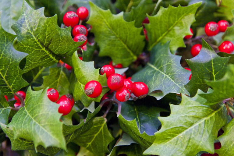 Ilex pflanzen - An diesem Ort gefällt es der Pflanze