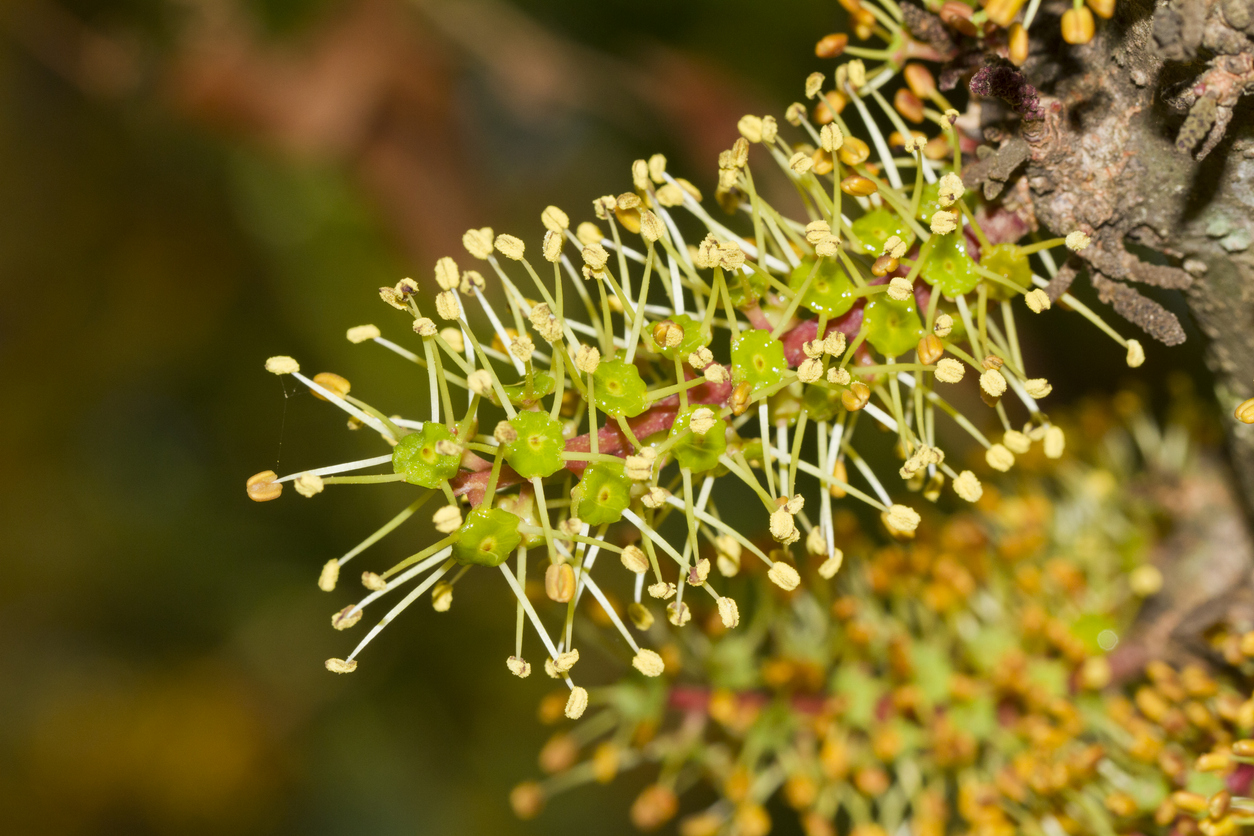 Carob Tree Flowers: Key Characteristics and Features