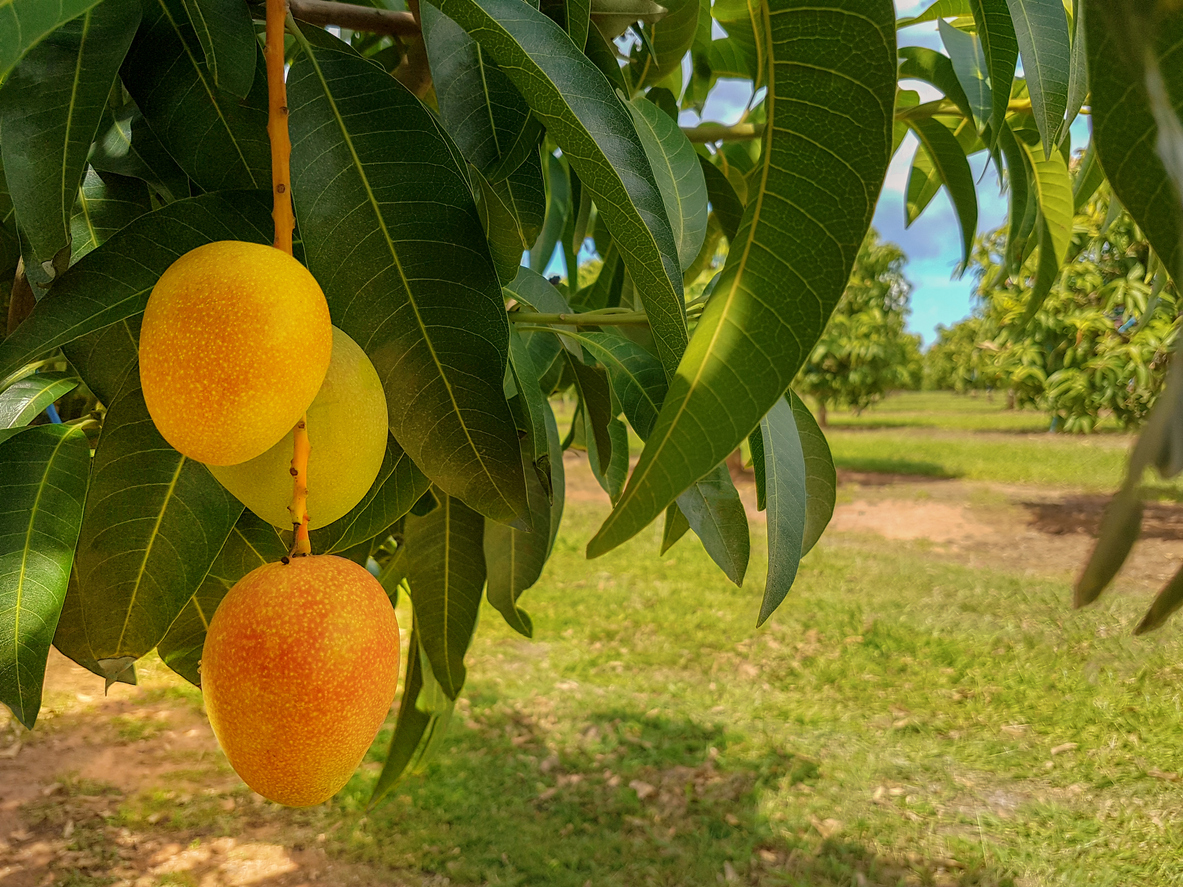Mango Tree Height: How Tall Can They Grow?