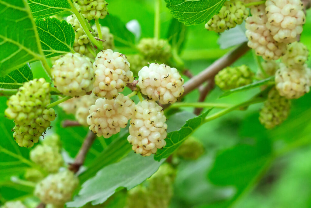 Maulbeeren in Deutschland - Tipps zur Kultivierung