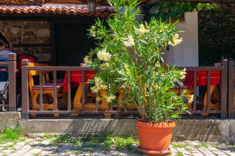 Den Oleander als Bonsai erziehen - So machen Sie's richtig