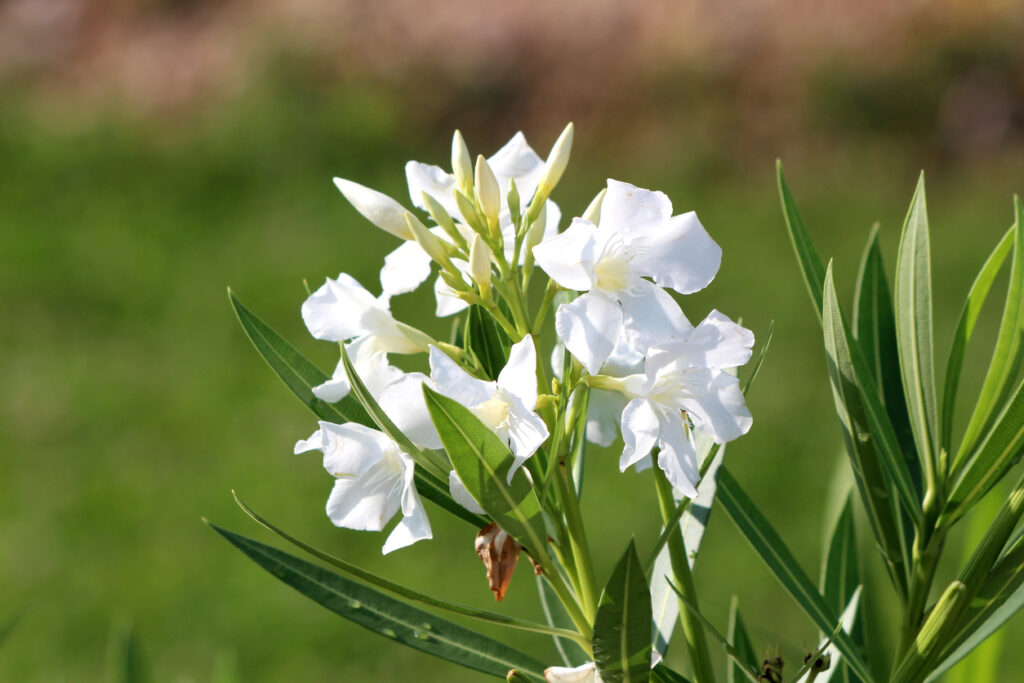 Triebe Am Oleander So Pflegen Sie Die Pflanze Richtig