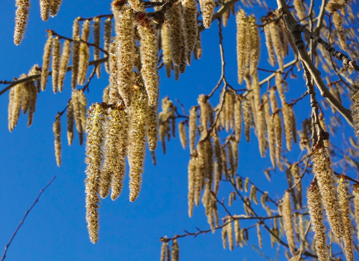 White Willow Tree Guide: Identification & Facts