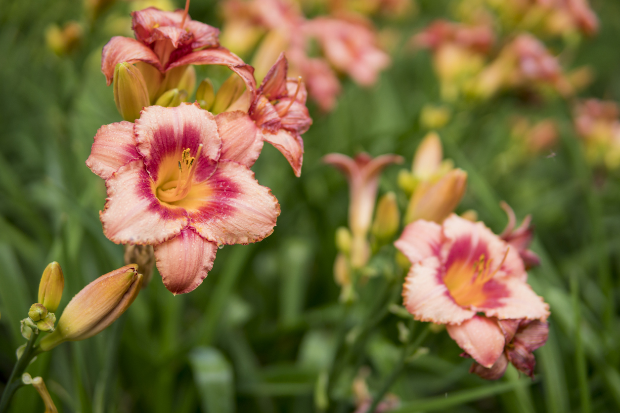 Are Daylilies Edible? Best Culinary Tips & Recipes