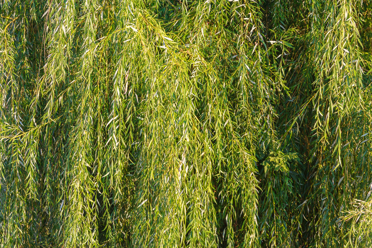 Trauerweide und Pilz - Tipps zur Bekämpfung