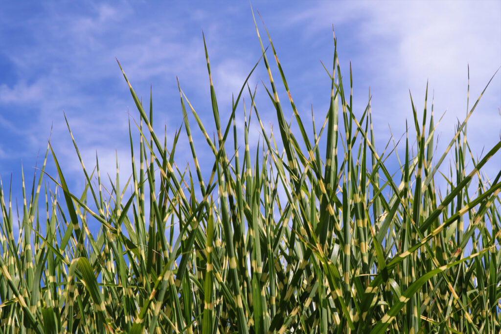 How to Plant Zebra Grass: A Guide to Growing Ornamental Grass