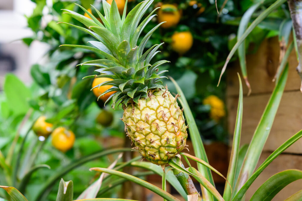 Die Ananas-Ernte - Wann ist die Frucht reif?