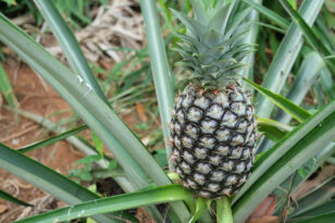 Wie wachsen Ananas? Entwicklung vom Samen bis zur Frucht
