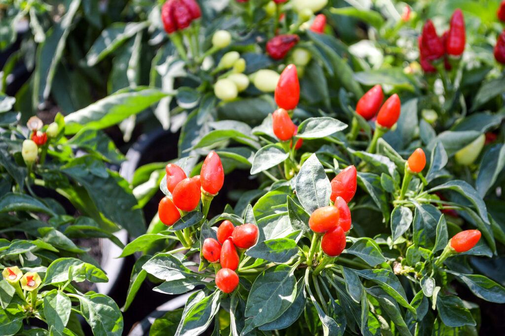 Peperoni ernten - Die besten Tipps