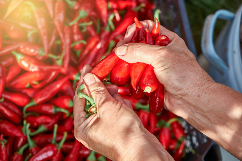 Chili Samen trocknen - Die besten Tipps und Tricks