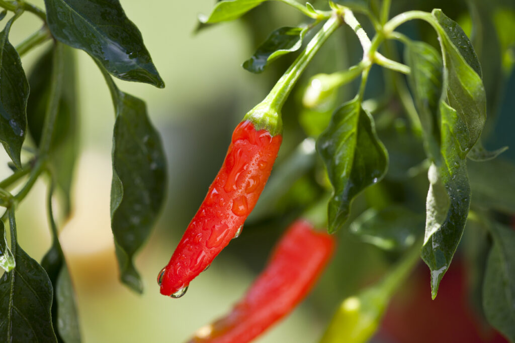 How to Overwinter Chili Peppers: Top Tips for Success