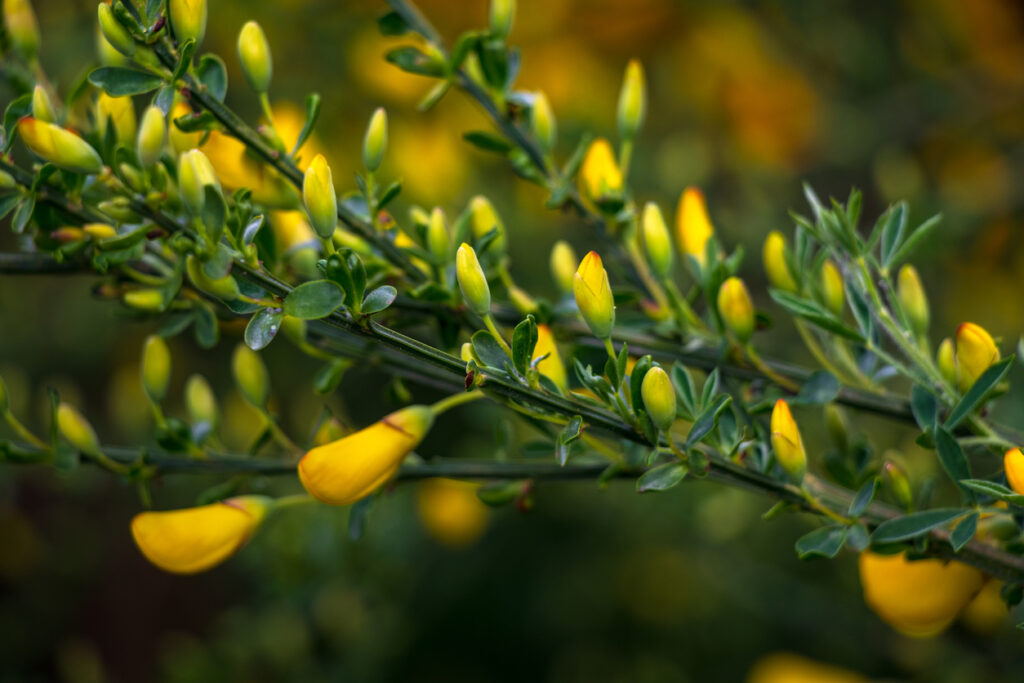 Ginster pflanzen - Standort, Pflanzanleitung und mehr