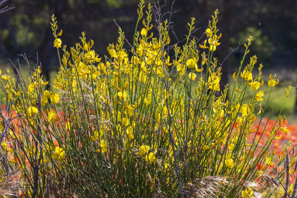 Ginster pflanzen - Standort, Pflanzanleitung und mehr