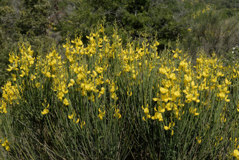 Ginster pflanzen - Standort, Pflanzanleitung und mehr
