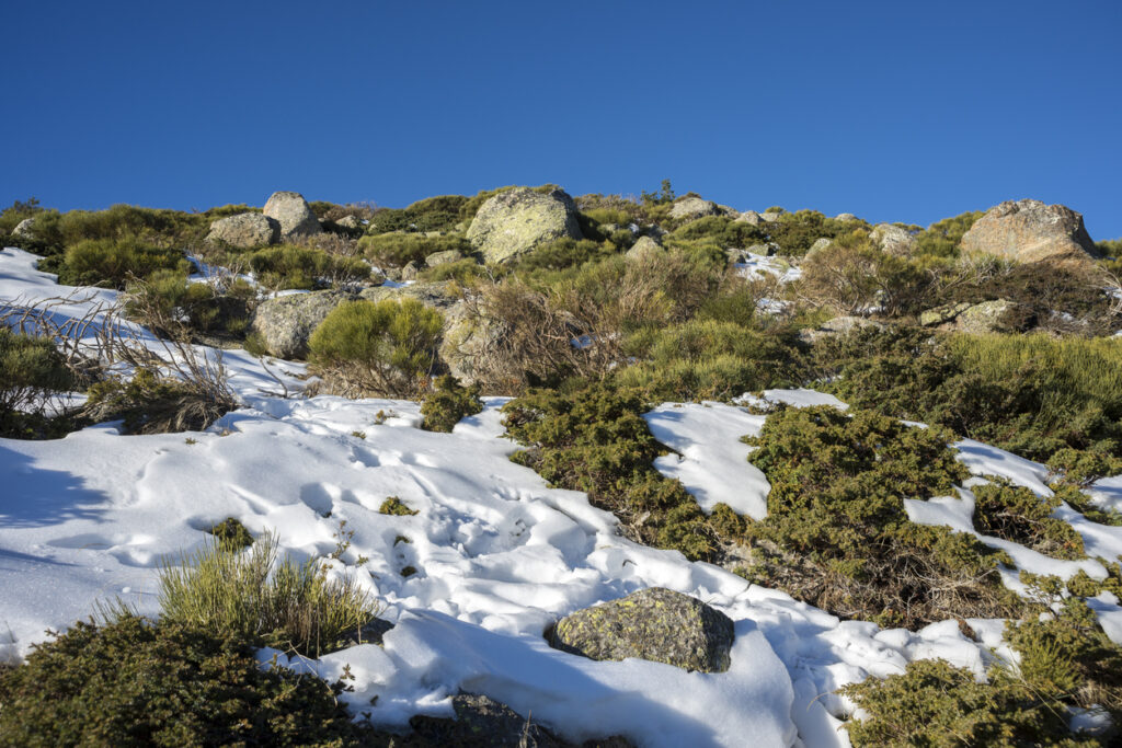 Wie Sieht Ginster Im Winter Aus