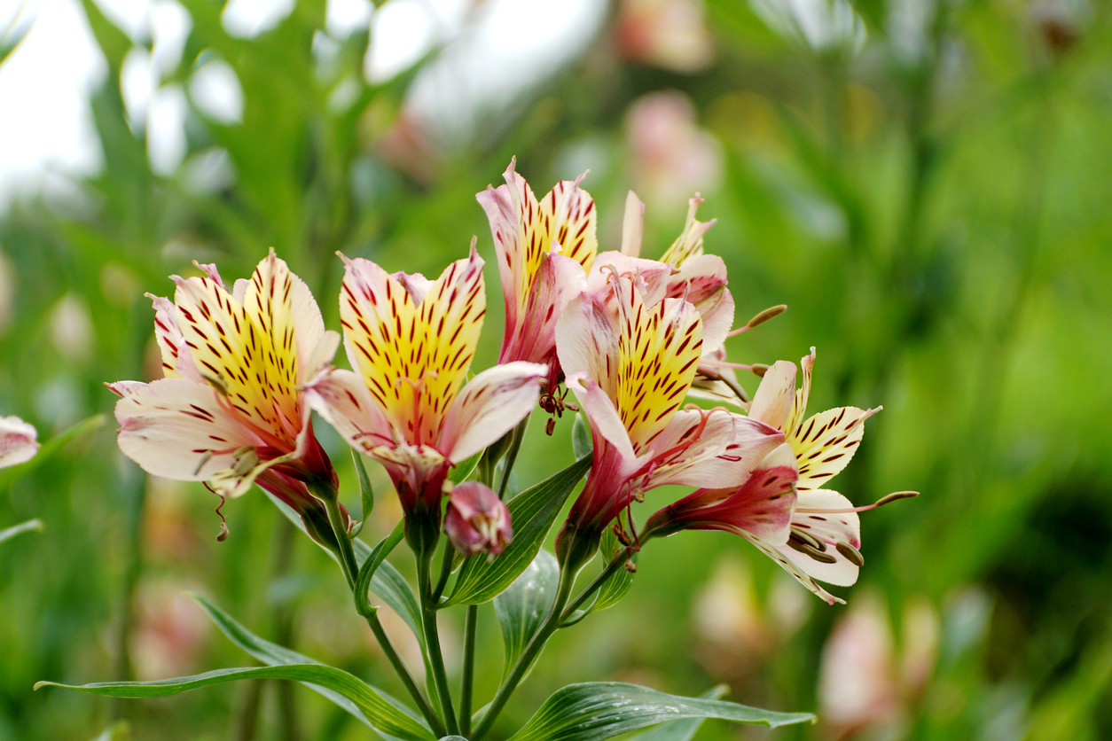 How to Grow Alstroemeria: Planting and Care Guide