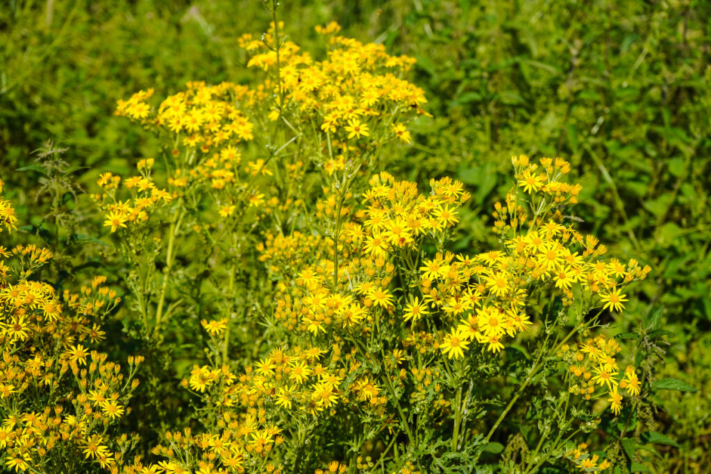Bauernrosen pflanzen - Tipps und Kurzanleitung