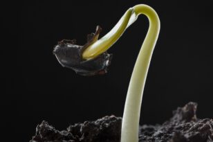 Der Samen der Eiche - Tipps zur Vermehrung