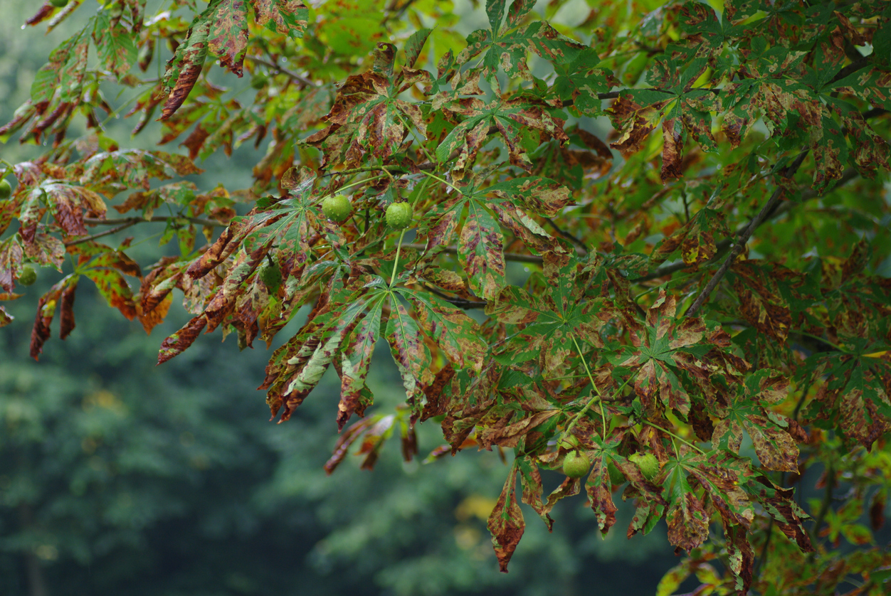Common Chestnut Tree Diseases: Identification & Treatment