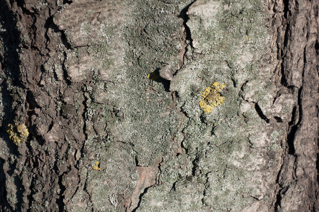 Die Rinde der Rotbuche - So sieht der Stamm aus