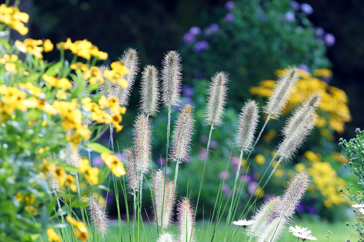 Lampenputzergras kombinieren - Die besten Tipps