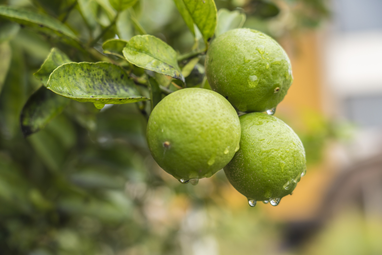 Herkunft der Limette - Wo ist die Zitrusfrucht beheimatet?