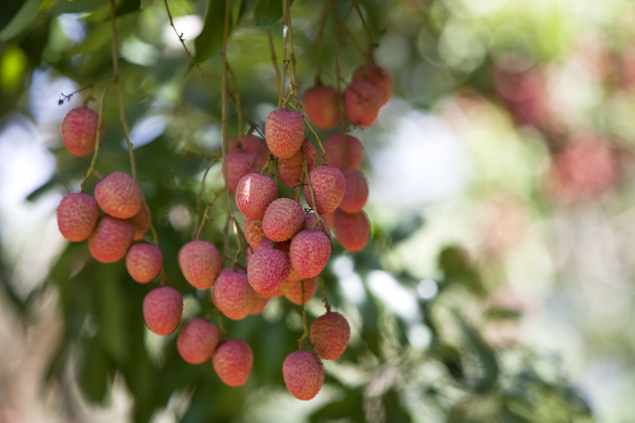 Litschitomate überwintern - Die besten Tipps