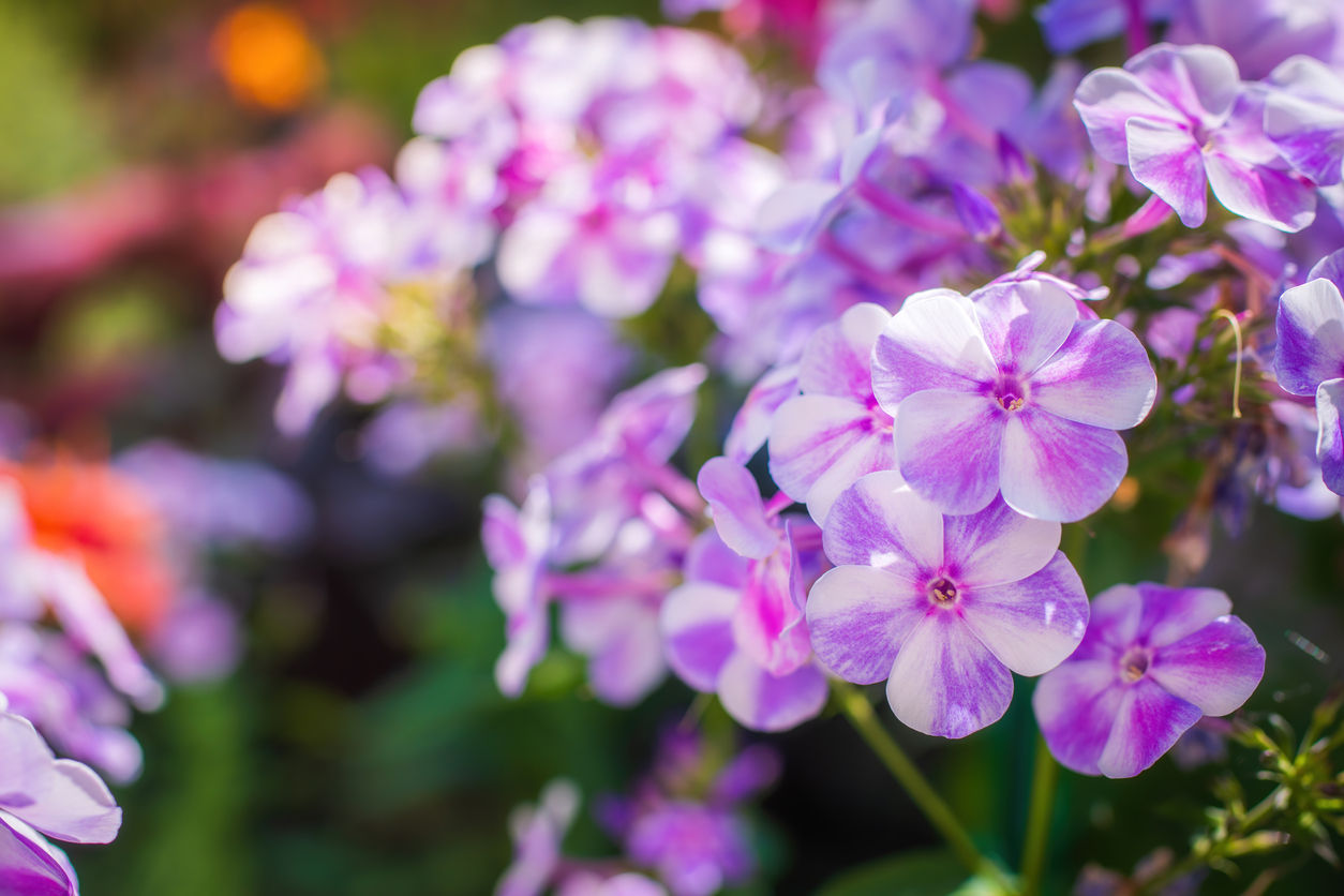 Pruning Phlox in Fall: Should You Cut It Back?