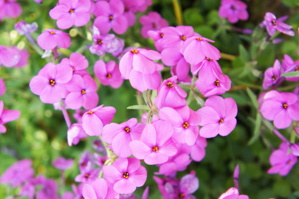 Pflanzzeit von Phlox - Wann ist der beste Zeitpunkt?