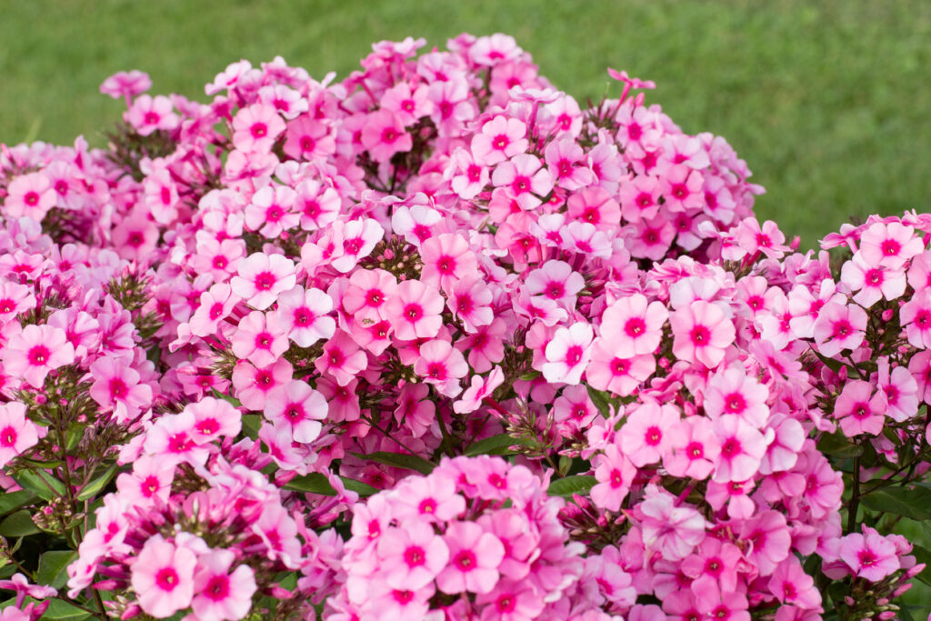 Pruning Phlox in Fall: Should You Cut It Back?