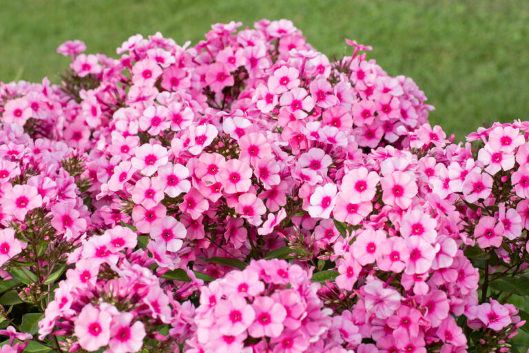 Phlox als Bodendecker pflanzen - So gelingt es Ihnen