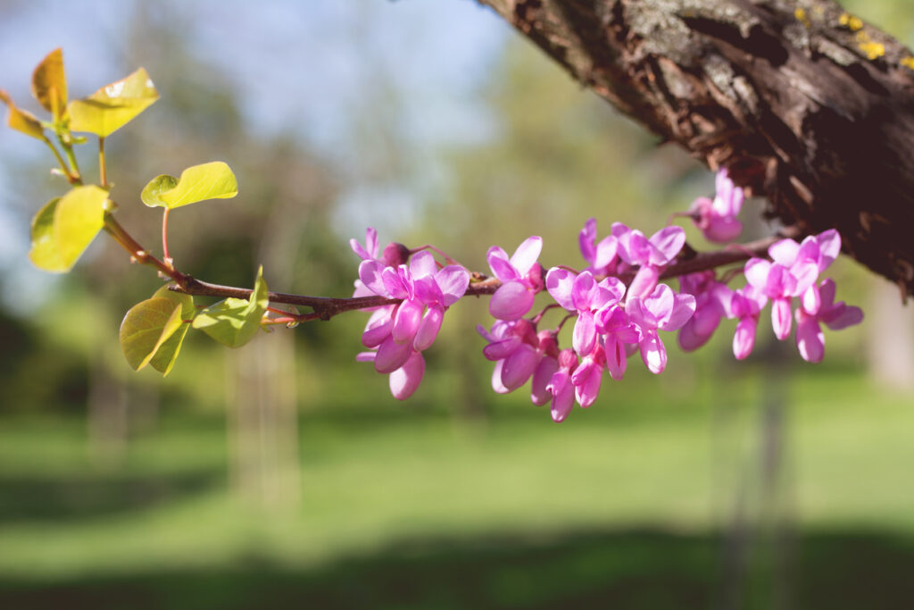 Apfelbaum vermehren - So ziehen Sie neue Pflanzen