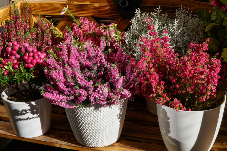 Blütezeit der Winterheide - Wann beginnt sie?