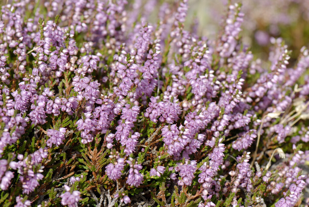 Winterheide im Balkonkasten - Tipps zur Kultivierung