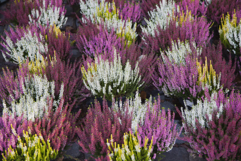 Winterheide im Balkonkasten - Tipps zur Kultivierung
