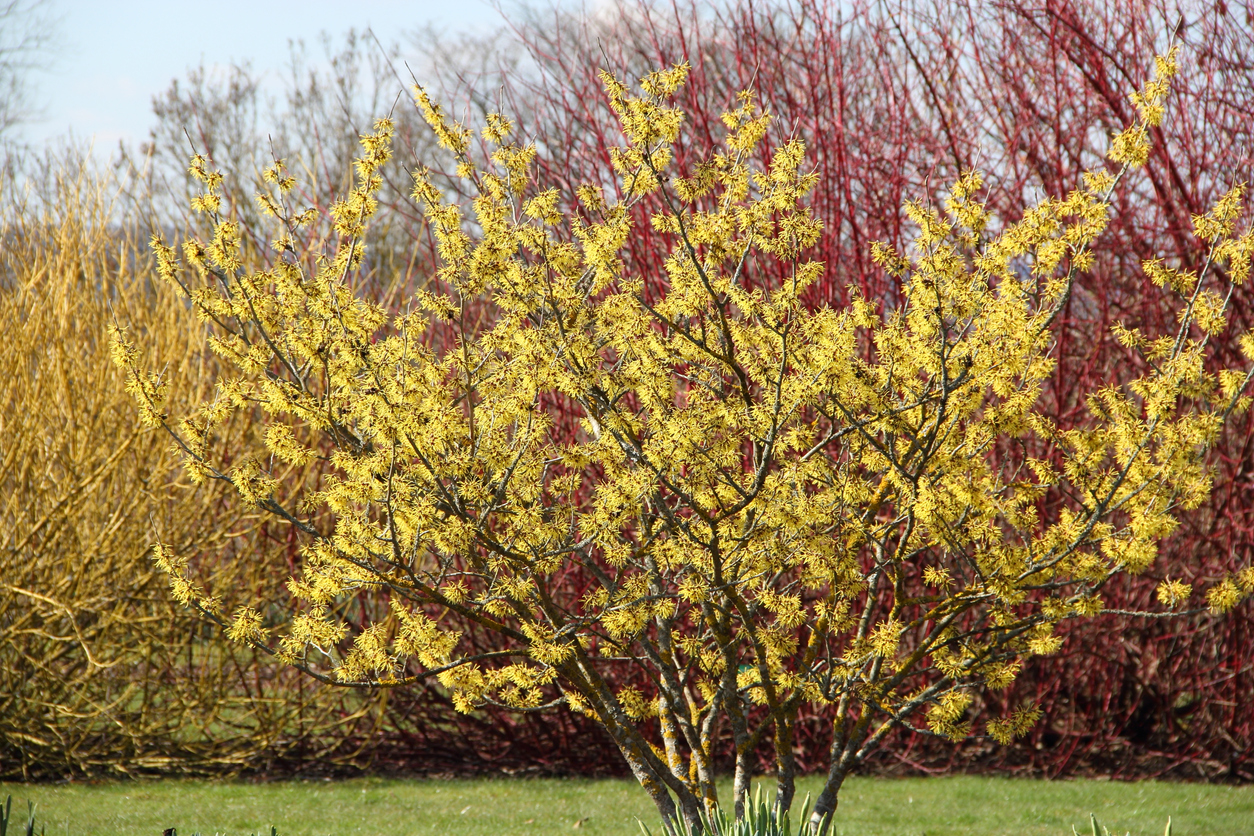 When Does Witch Hazel Bloom? Flowering Season Guide