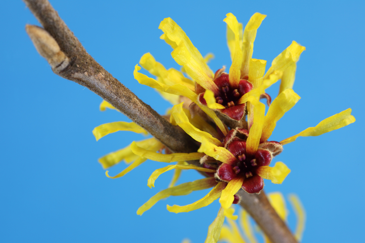 Are Witch Hazel Fruits Edible? Kitchen Tips & Facts