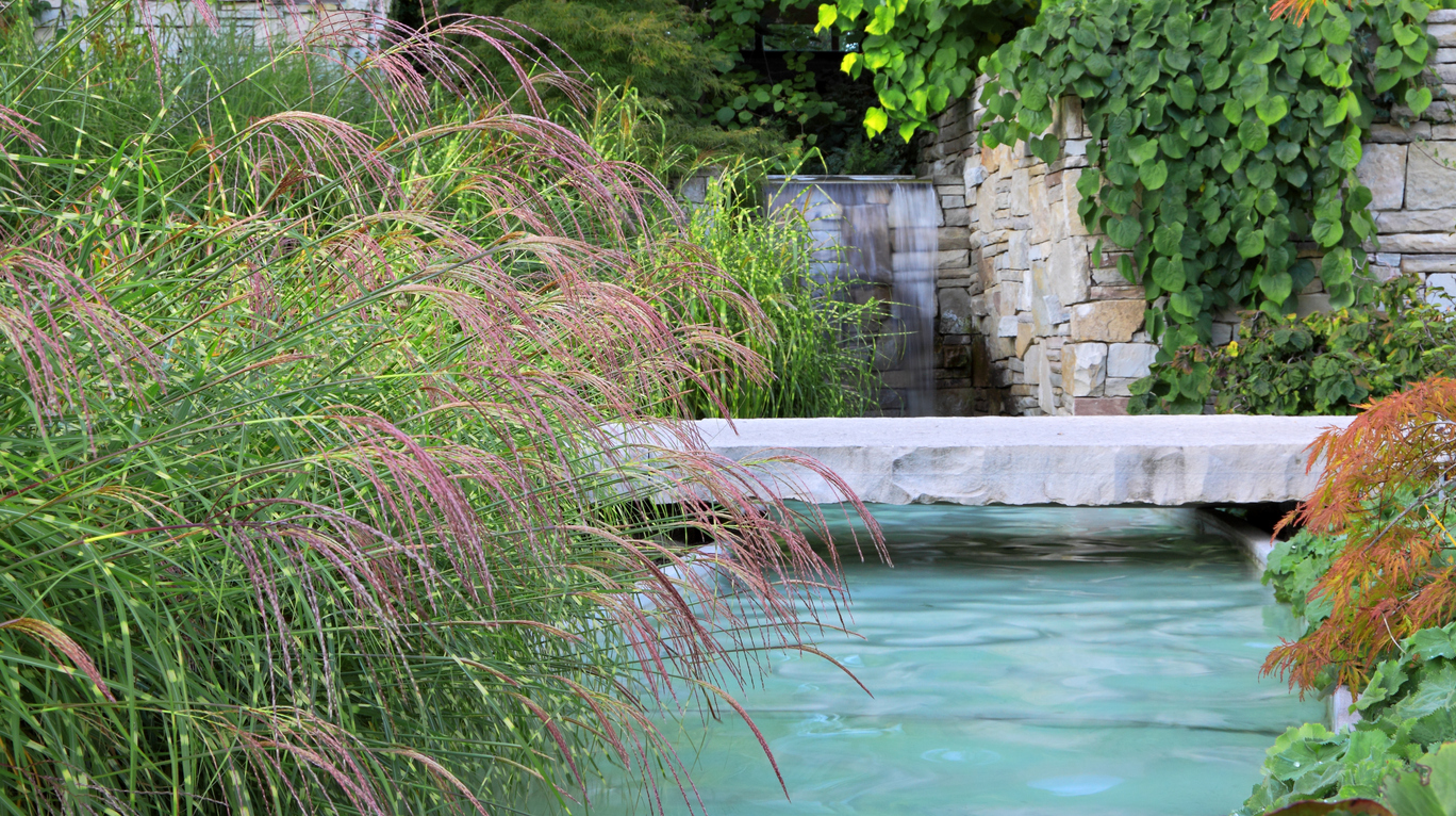 Zebra Grass Blooms: Bloom Time, Features & Care Guide