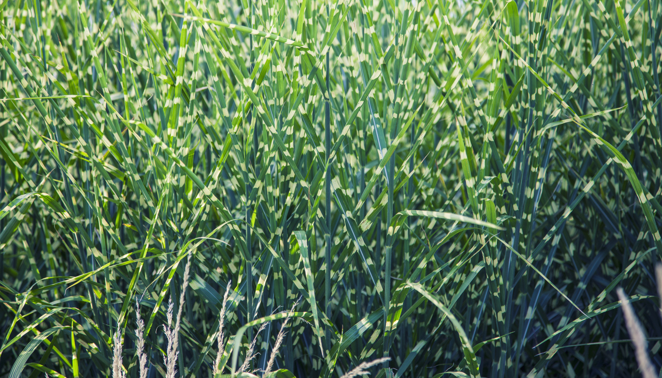 How to Divide Zebra Grass: A Step-by-Step Propagation Guide