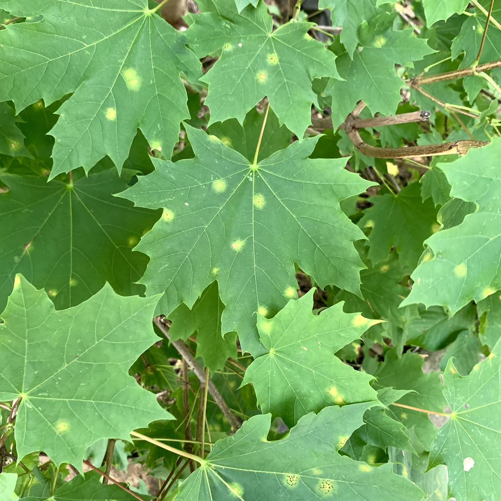 Common Globe Maple Diseases and How to Identify Them