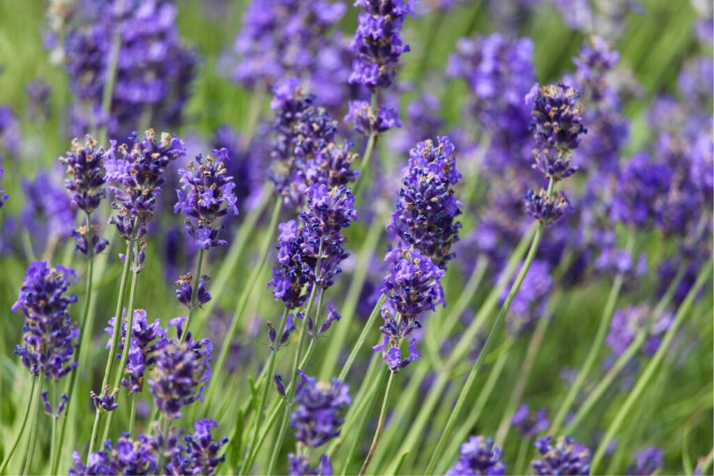 Lavendel Ahnliche Pflanzen