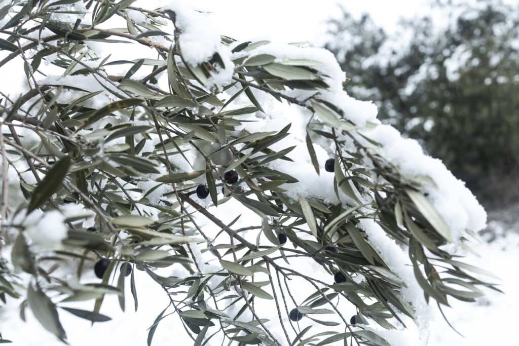 Olivenbaum auspflanzen - Den besten Standort und Pflege